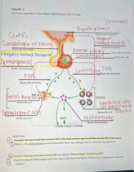 Solved FIGURE 2: Hormone regulation of the MALE REPRODUCTIVE | Chegg.com