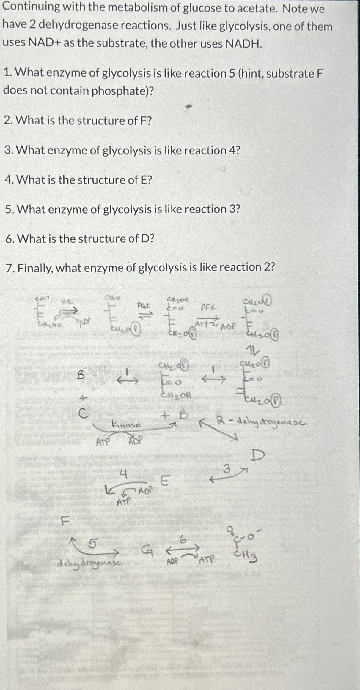 Solved Continuing with the metabolism of glucose to acetate. | Chegg.com