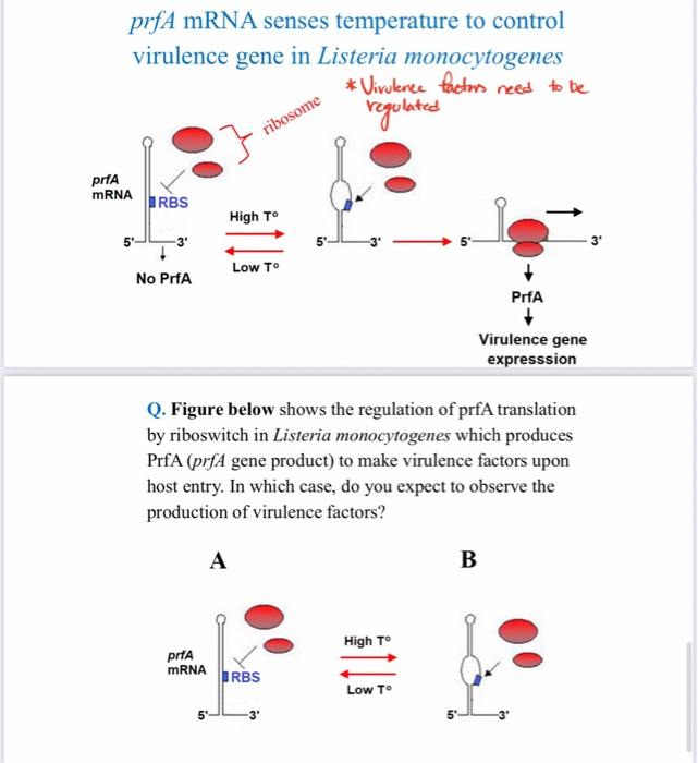 Solved prfA mRNA senses temperature to control virulence | Chegg.com