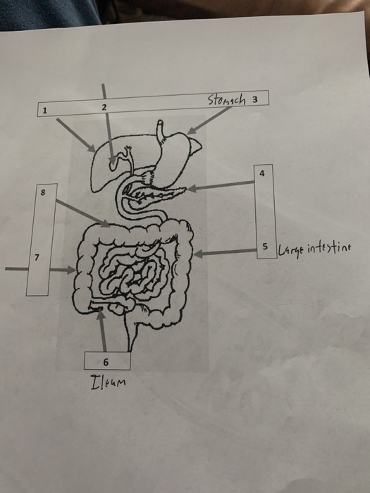 Solved Stomach 3 2 8 5 Large intestine 6 Ileum | Chegg.com