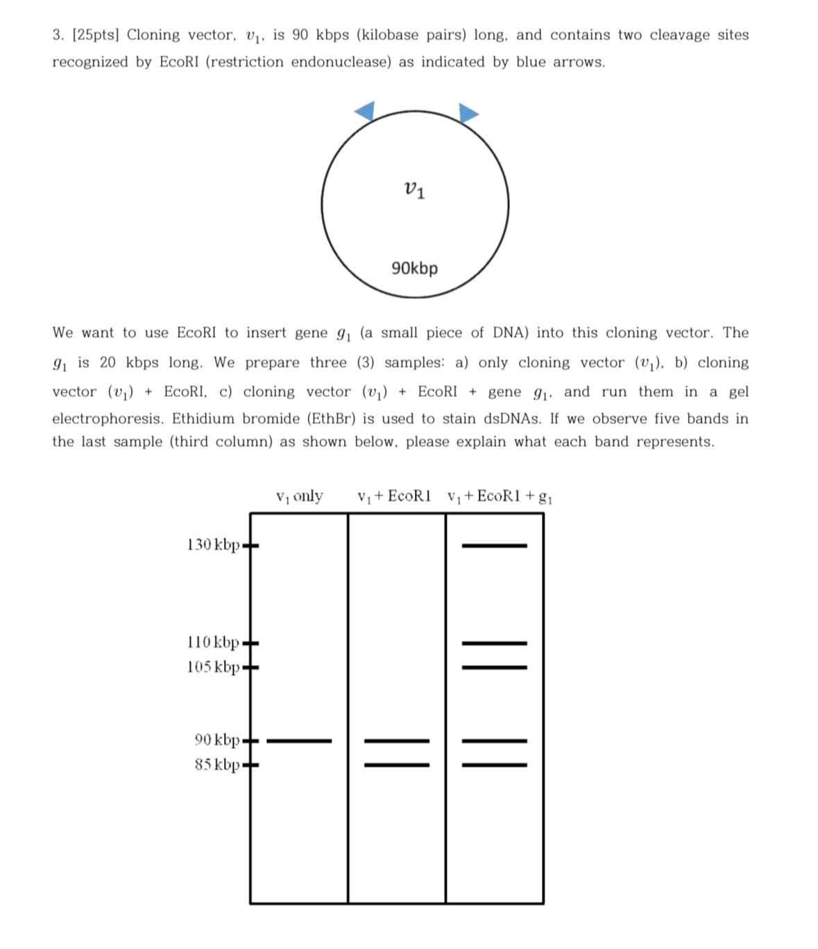 Solved [25pts] ﻿Cloning vector, v1, ﻿is 90kbps (kilobase | Chegg.com