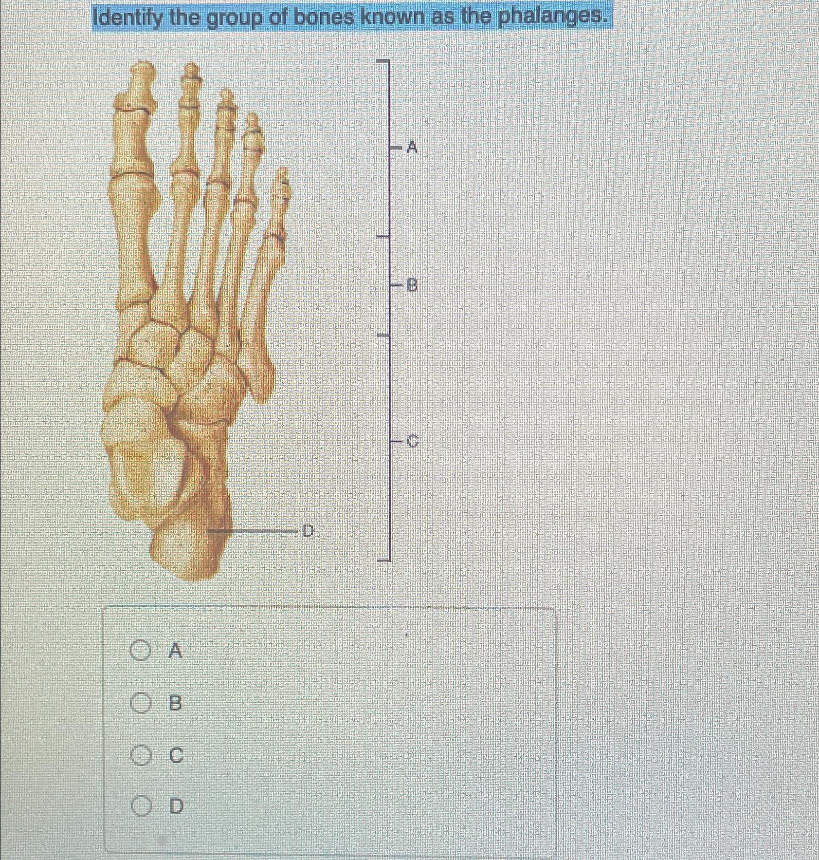 Solved Identify the group of bones known as the | Chegg.com