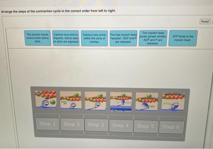 Solved Arrange the steps of the contraction cycle in the | Chegg.com