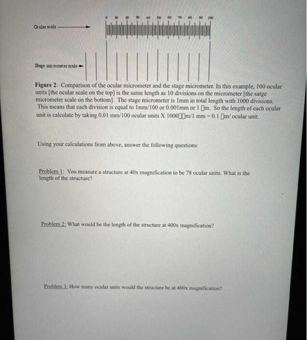 Solved ** 70 Ocular scale Stage macrometer scale Figure 2: | Chegg.com
