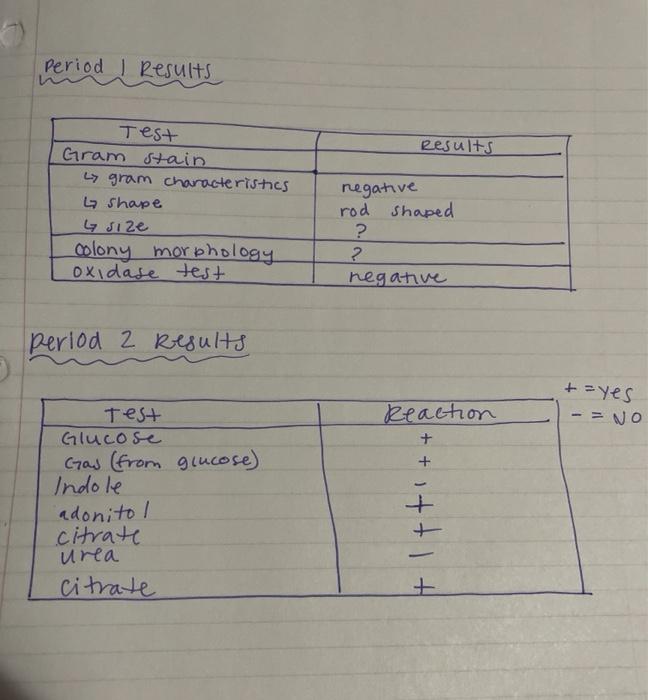 Enterobacter Aerogenes Morphology