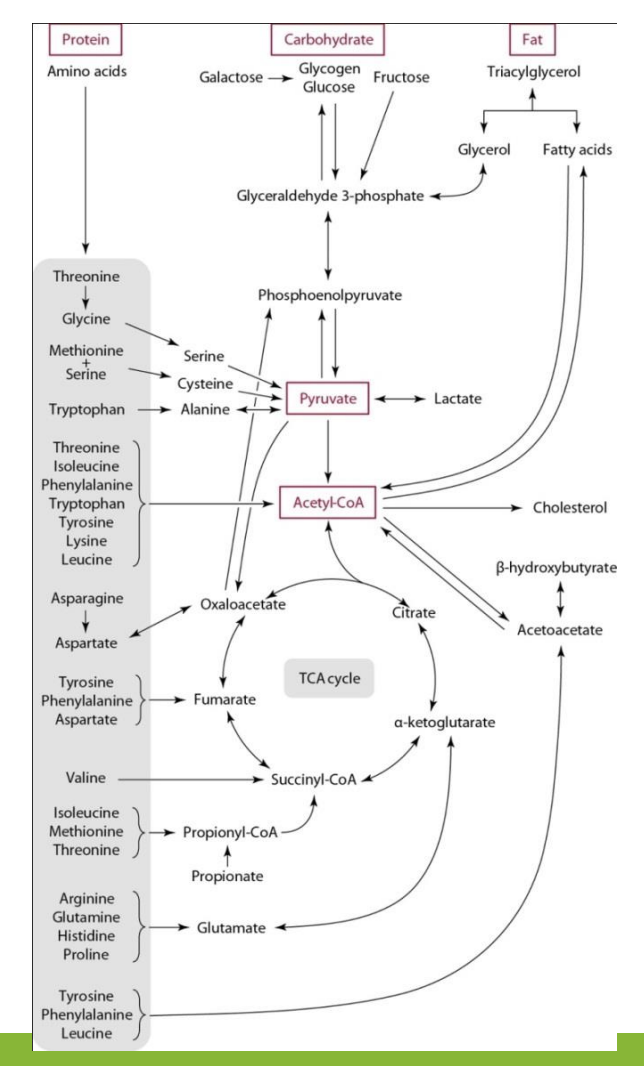 Solved please explain the Ketogenesis pathway diagram below | Chegg.com