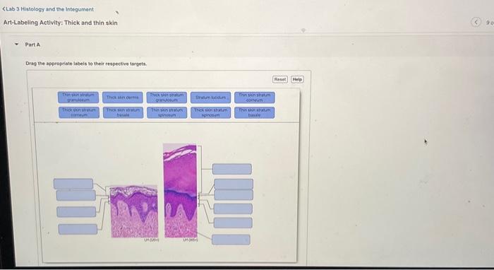 Solved ¿Lab 3 Hislology and the integument Art-Labeling | Chegg.com