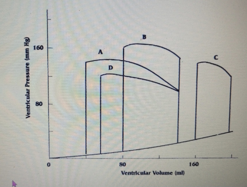 Solved This pressure volume loop represents different | Chegg.com