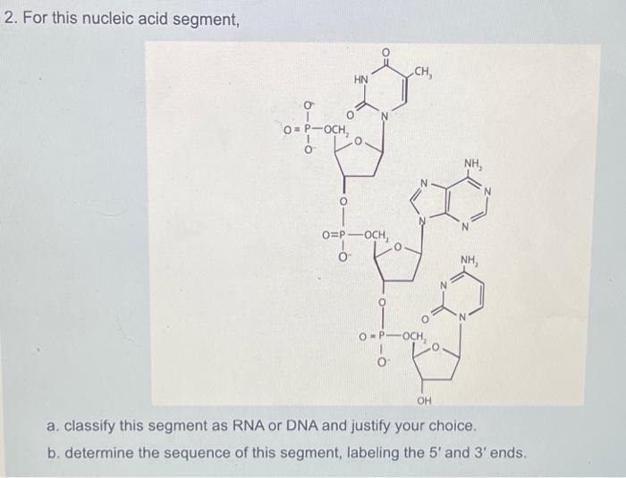 Solved 2. For this nucleic acid segment, HN CH, op-OCH NH N | Chegg.com