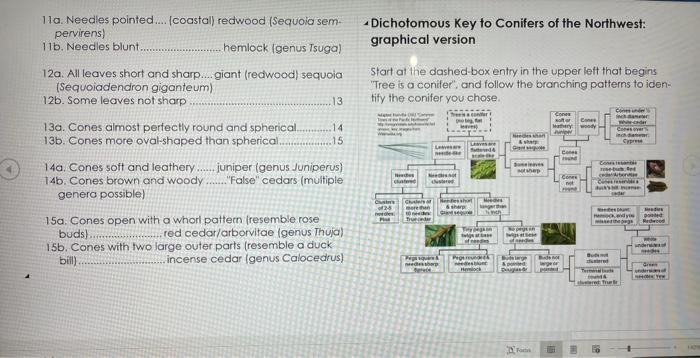 Solved Dichotomous Key to Conifers of the Northwest: | Chegg.com