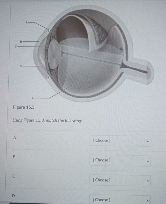 Solved Figure 15.3Using Figure 15.3, ﻿match the | Chegg.com