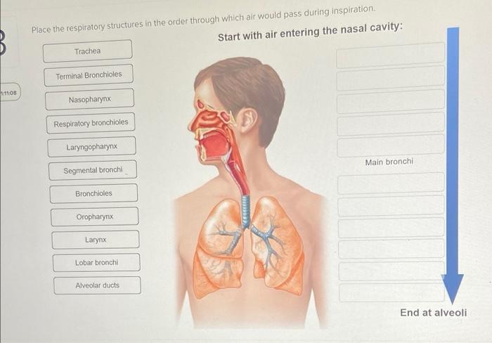 Solved Place the respiratory structures in the order through | Chegg.com