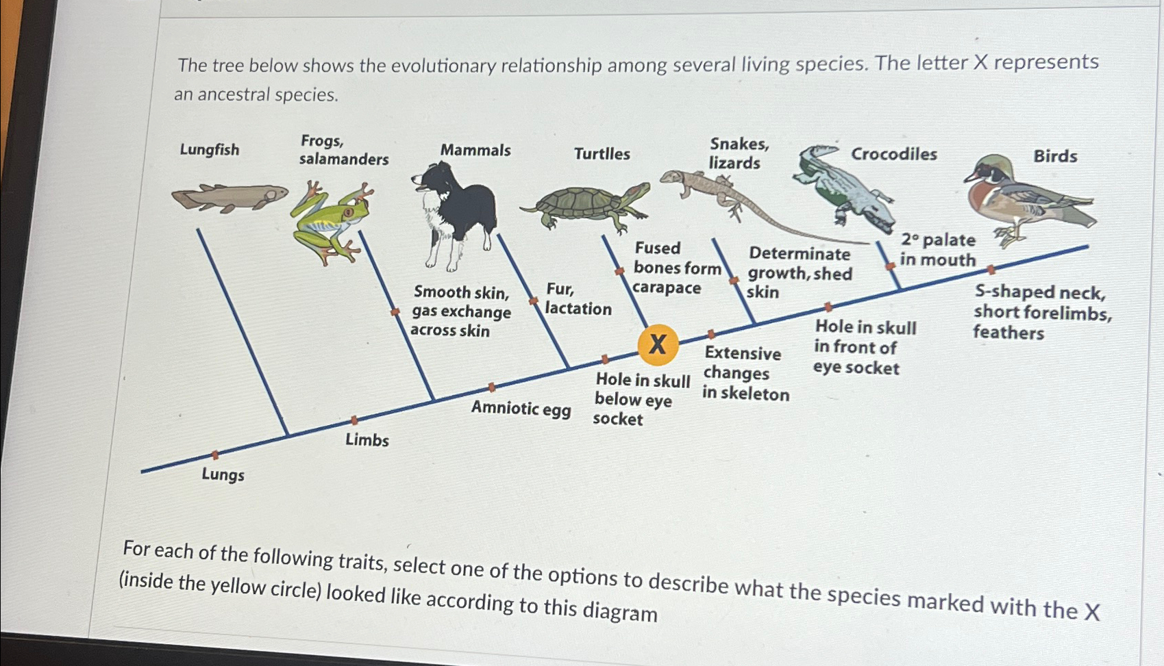 Solved The tree below shows the evolutionary relationship | Chegg.com
