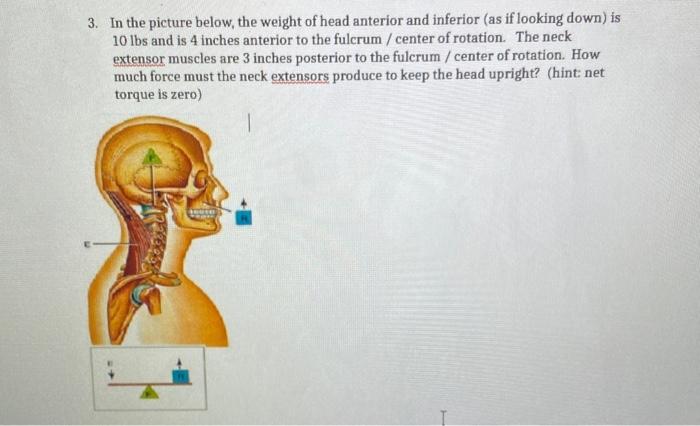 Solved 3. In the picture below, the weight of head anterior | Chegg.com