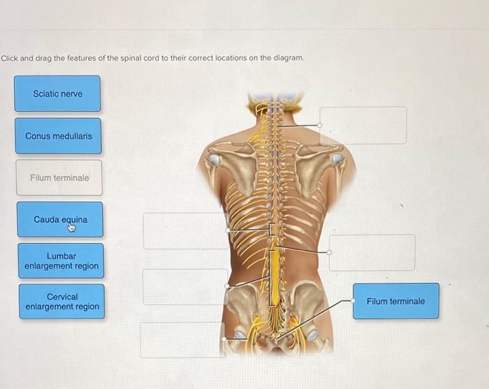 Conus Medullaris Cauda Equina Cervical Enlargement And Lumbar Enlargement