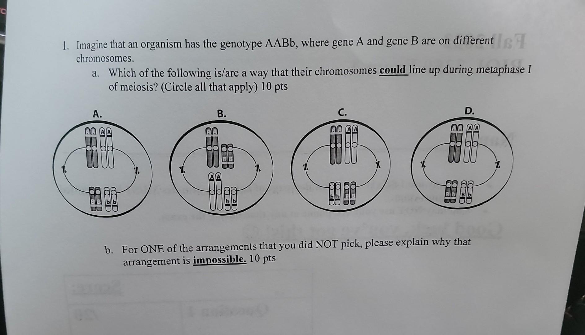 Solved 1. Imagine that an organism has the genotype AABb, | Chegg.com