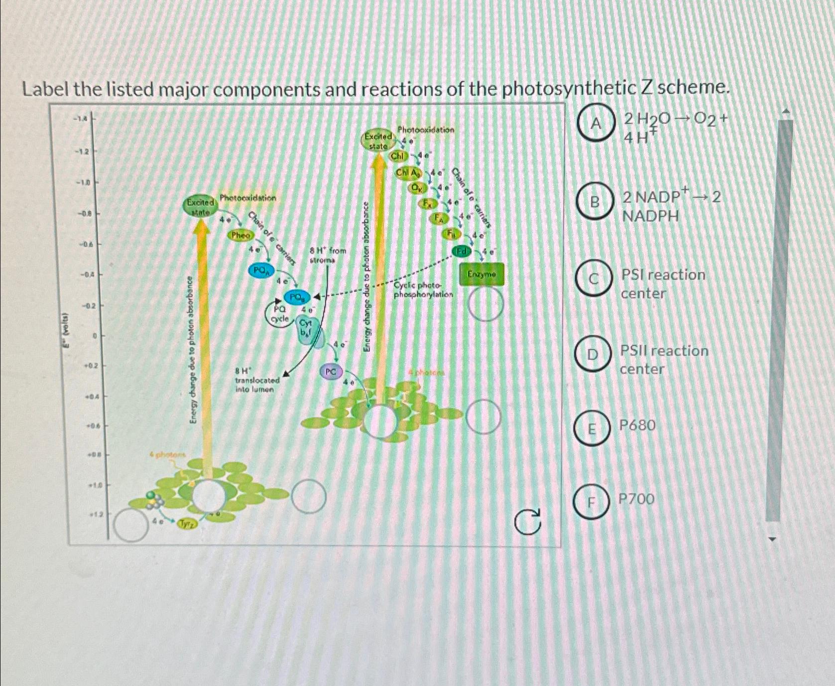 Solved Label the listed major components and reactions of | Chegg.com