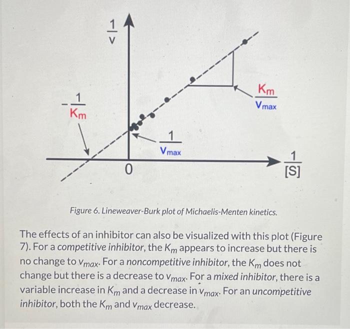 Solved A Lineweaver-Burk plot (or a double reciprocal plot) | Chegg.com