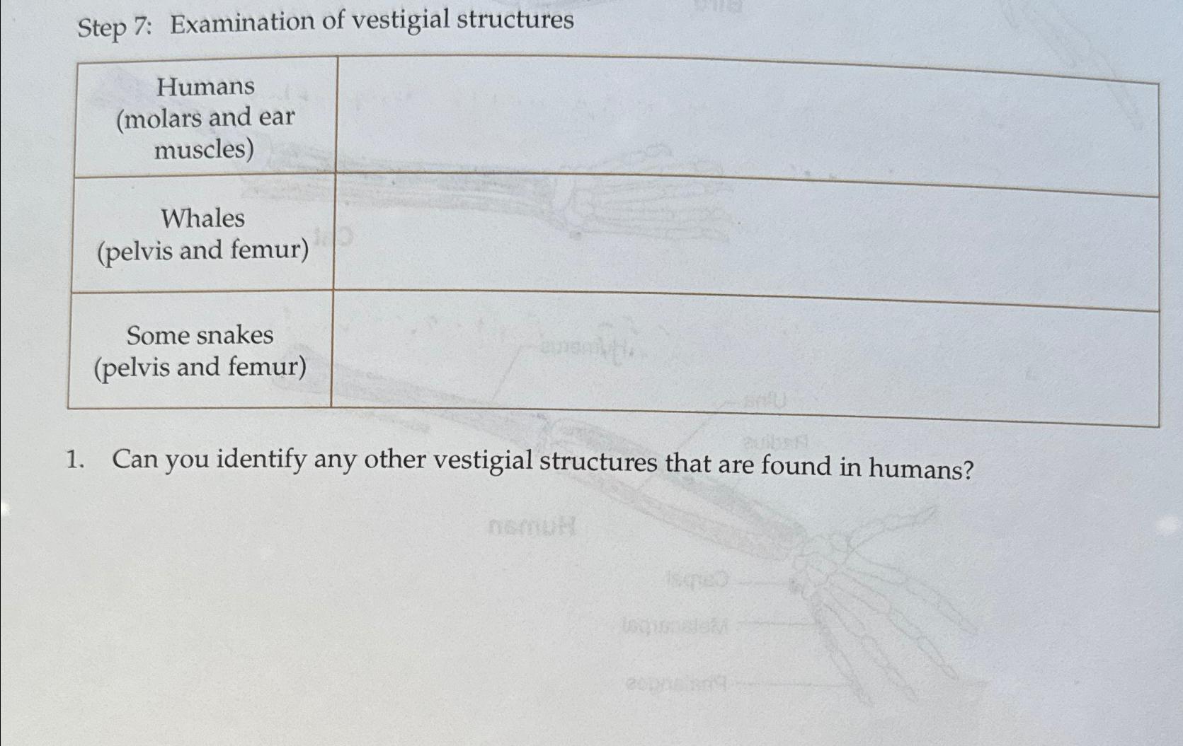 Solved Step 7: Examination of vestigial | Chegg.com