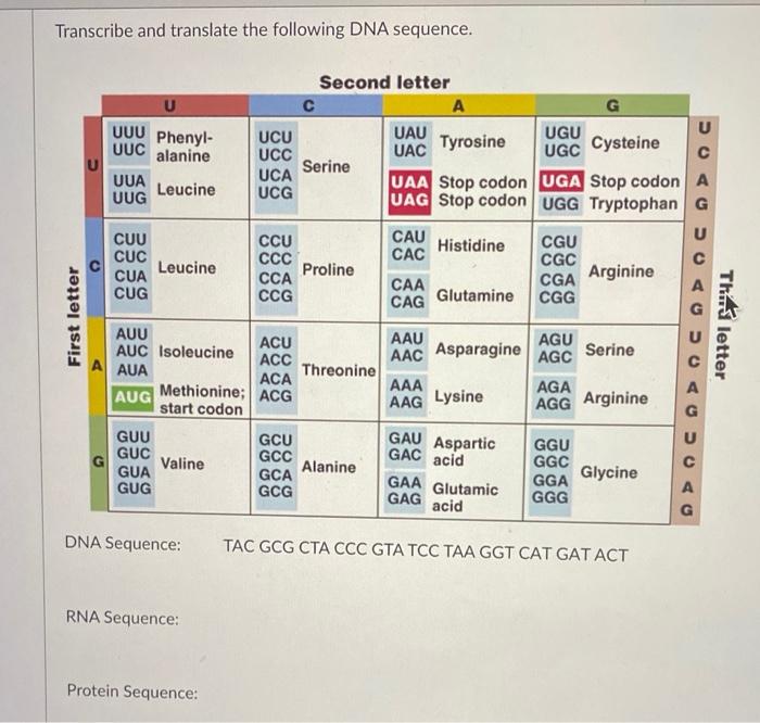 Solved Transcribe and translate the following DNA sequence. | Chegg.com Solved Transcribe and translate the following DNA sequence. | Chegg.com