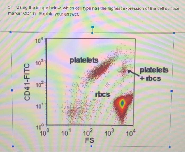 Solved using the image below, which cell type has the | Chegg.com