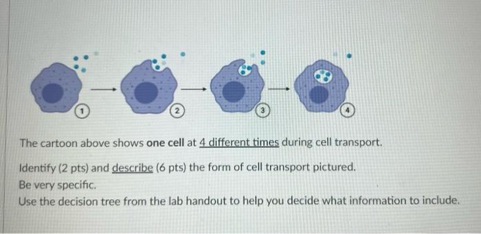 Solved - The cartoon above shows one cell at 4 different | Chegg.com