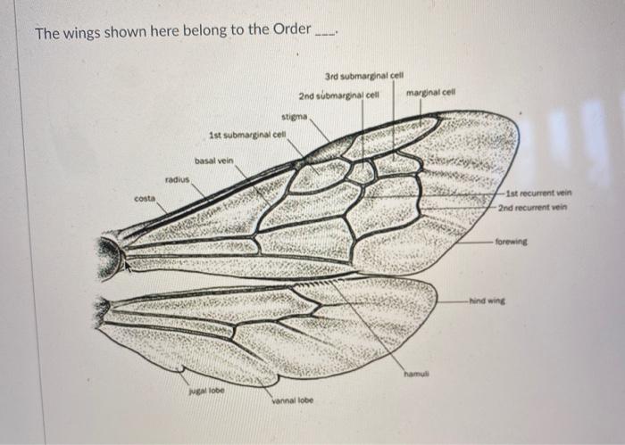 Solved The wings shown here belong to the Order 3rd | Chegg.com