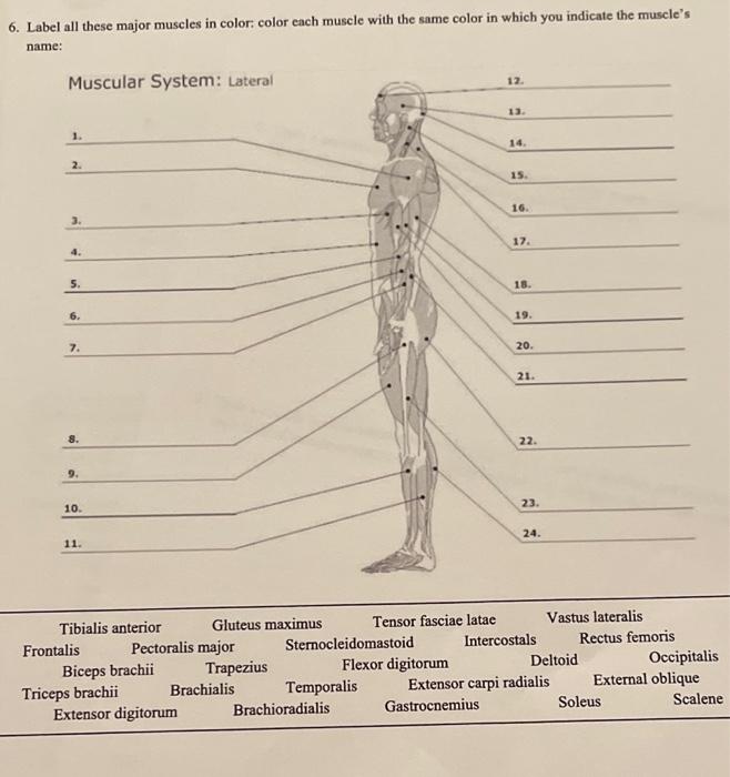 Solved 6. Label all these major muscles in color: color each | Chegg.com