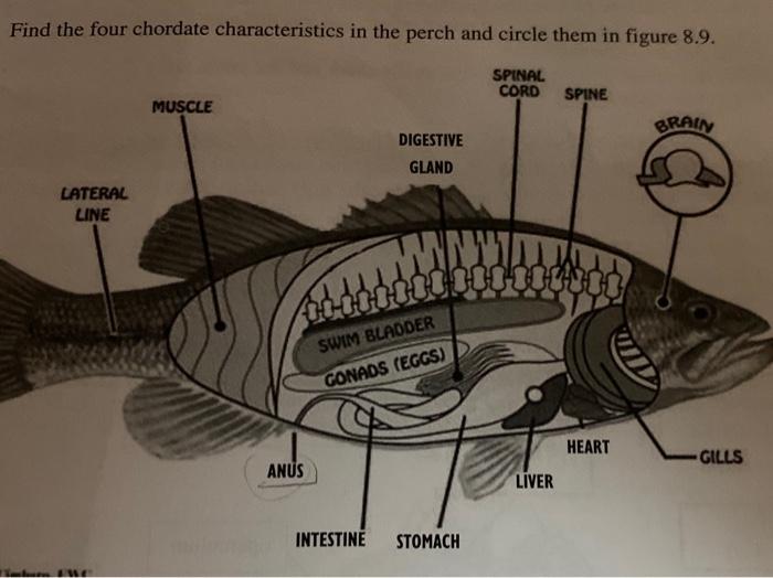 Solved Find the four chordate characteristics in the perch | Chegg.com