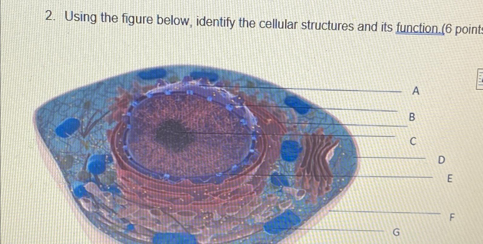 Solved Using the figure below, identify the cellular | Chegg.com