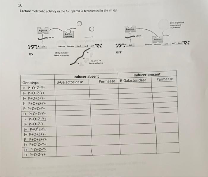 16. Lactose metabolic activity in the lac operon is | Chegg.com 16. Lactose metabolic activity in the lac operon is | Chegg.com