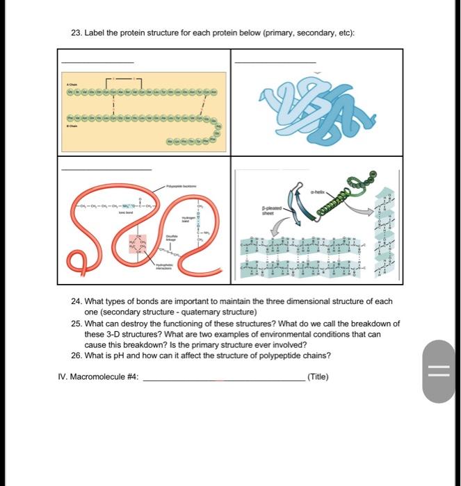Solved 23. Label the protein structure for each protein | Chegg.com