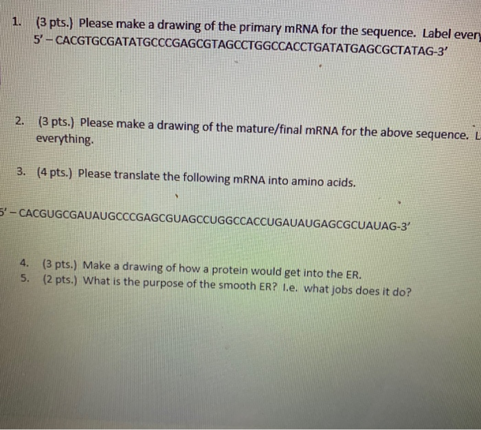 Solved 1. (3 pts.) Please make a drawing of the primary mRNA | Chegg.com