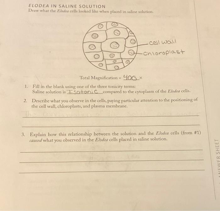 Solved ELODEA IN SALINE SOLUTION Draw what the Eloder cells | Chegg.com