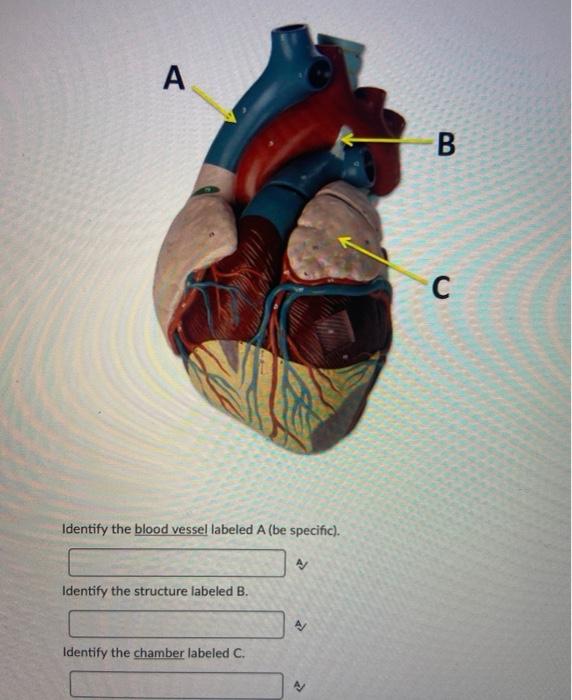 Solved А — В B C Identify the blood vessel labeled A (be | Chegg.com