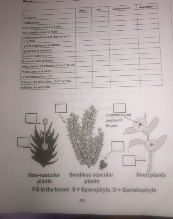 Solved Name Gymnosperm A ngiosperm Moss Fern Bryophyte | Chegg.com
