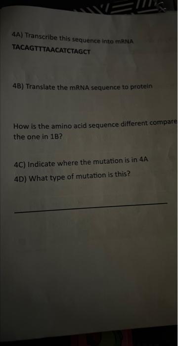 Solved 4A) Transcribe this sequence into MRNA | Chegg.com