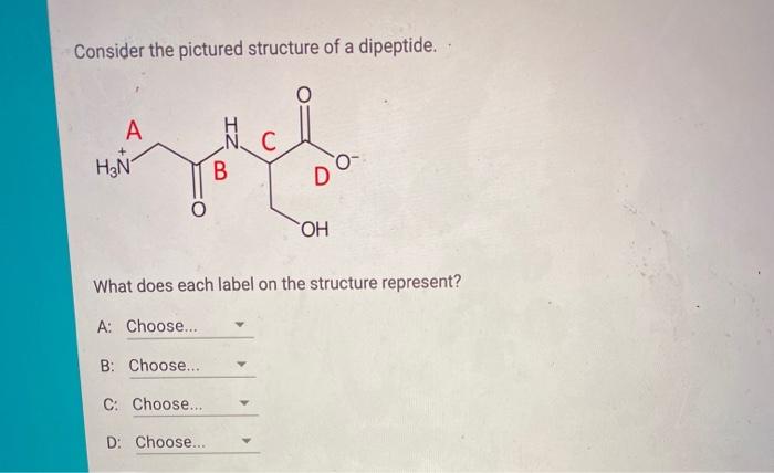 Solved Consider the pictured structure of a dipeptide. А H3N | Chegg.com