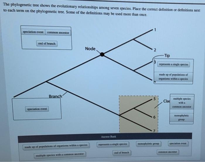 Solved The phylogenetic tree shows the evolutionary | Chegg.com