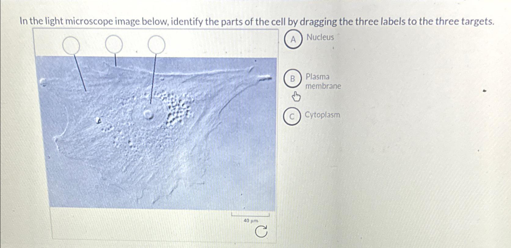 Solved In the light microscope image below, identify the | Chegg.com