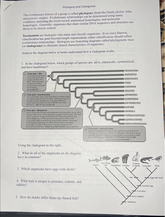 Solved Phylogeny and Cladograms The evolutionary history of | Chegg.com