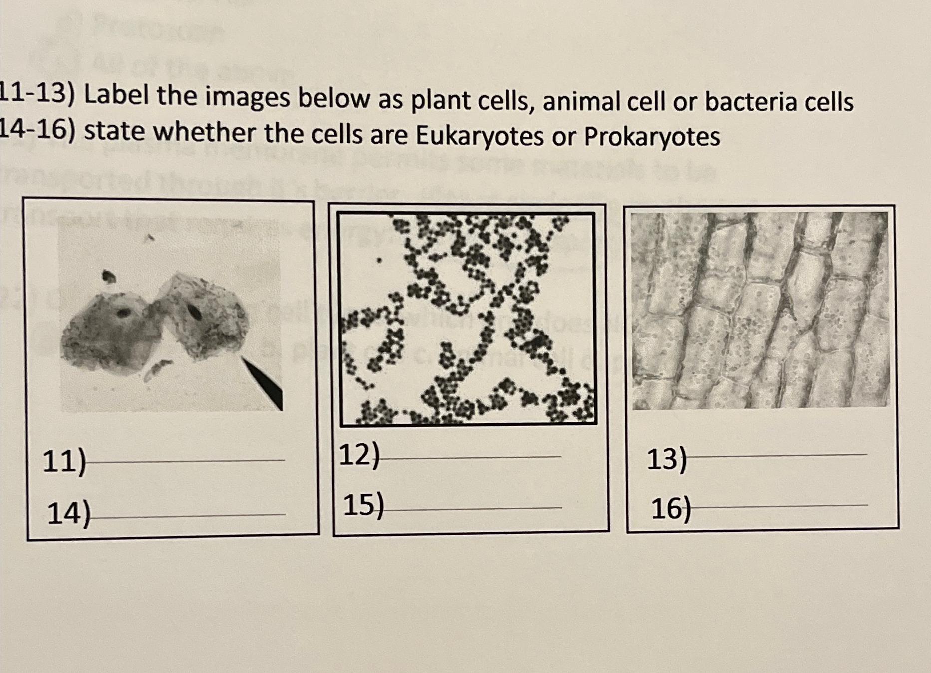 Solved 11-13) ﻿Label the images below as plant cells, animal | Chegg.com