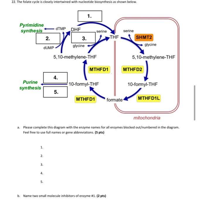 Solved a. Please complete this diagram with the enzyme names | Chegg.com