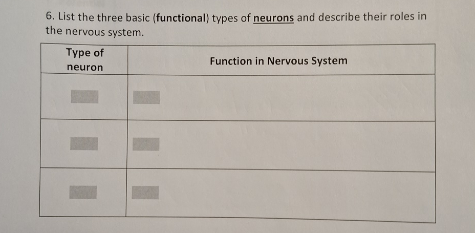 Solved List the three basic (functional) ﻿types of neurons | Chegg.com
