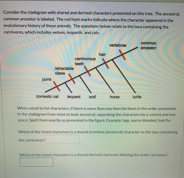 Solved Consider The Cladogram With Shared And Derived Chegg Solved Consider The Cladogram With Shared And Derived Chegg