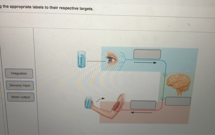 Solved Part A Drag the appropriate labels to their | Chegg.com