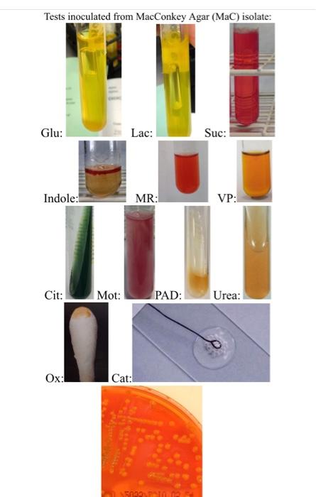Solved Tests inoculated from MacConkey Agar (Mac) isolate: | Chegg.com