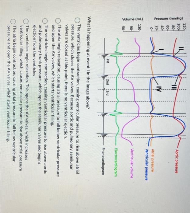 Solved Some Complement Protein Opsonizes Bacteria What Is