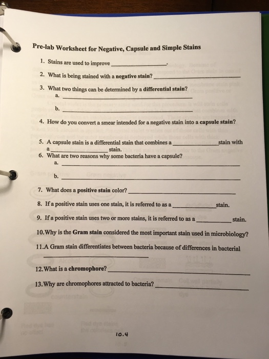 Solved Pre-lab Worksheet for Negative, Capsule and Simple | Chegg.com