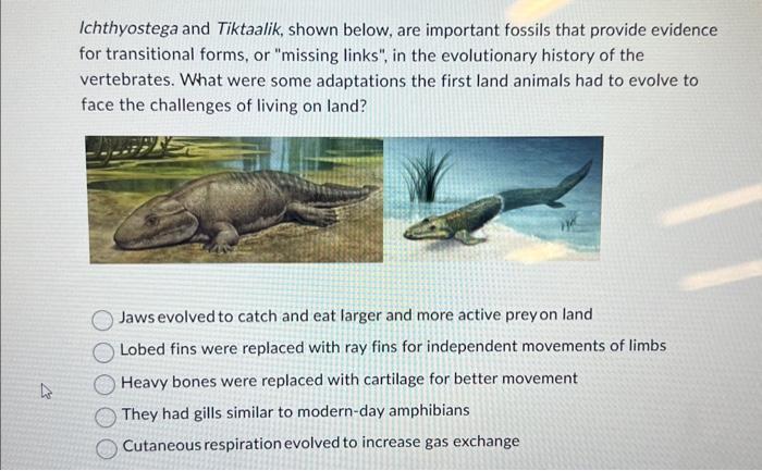 Solved Ichthyostega and Tiktaalik, shown below, are | Chegg.com